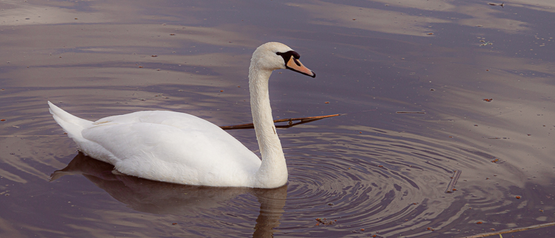 Swan | Selby Camera Club